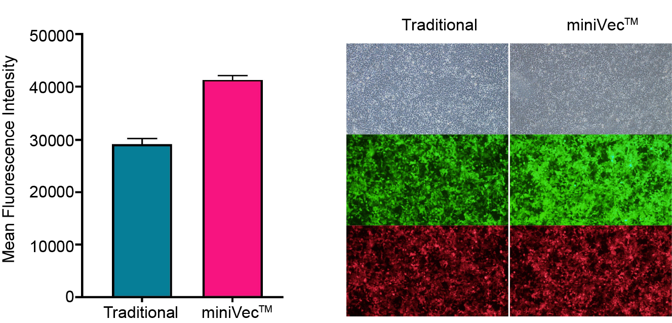 miniVec™ Plasmid | VectorBuilder